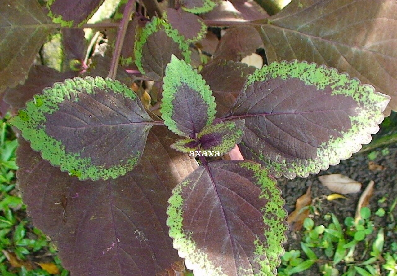 12 Manfaat dan Khasiat Kesehatan Daun Miana bagi Tubuh Kita