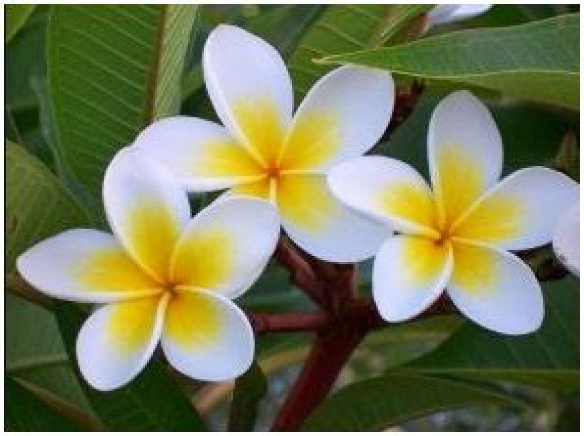 10 Benefits and Health Benefits of White Cambodian Flowers for Our Body